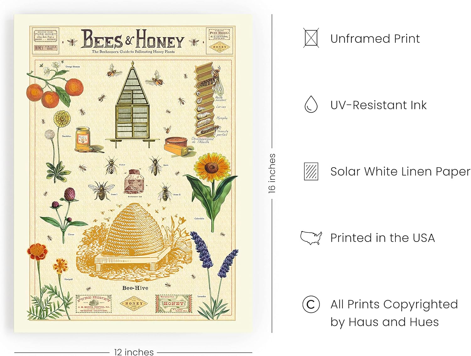 Buy HAUS AND HUES Honey Bee Decor Cavallini Poster - Bee Poster ...